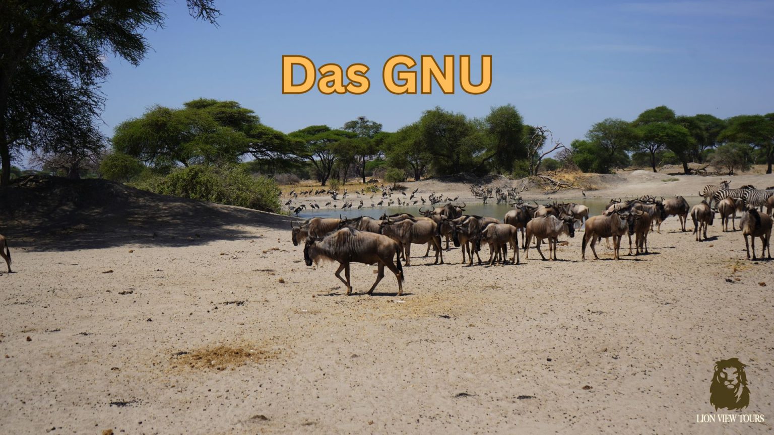 Das Gnu Tier: Gewicht, Größe, Hörner, Fell und Lebensweise - Lionviewtours